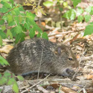 Hispid Cotton Rat - Facts, Diet, Habitat & Pictures on Animalia.bio