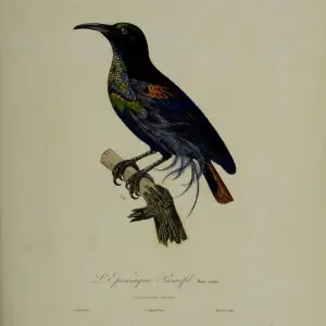 Magnificent riflebird - Facts, Diet, Habitat & Pictures on Animalia.bio