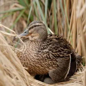 Mallard - Facts, Diet, Habitat & Pictures on Animalia.bio