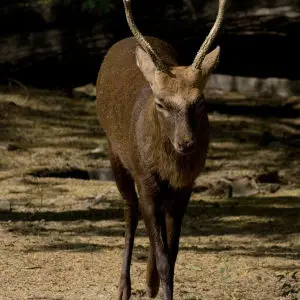 Hog Deer - Facts, Diet, Habitat & Pictures on Animalia.bio