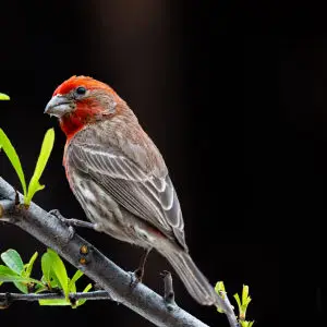 House Finch - Facts, Diet, Habitat & Pictures on Animalia.bio