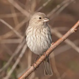 House Finch - Facts, Diet, Habitat & Pictures on Animalia.bio
