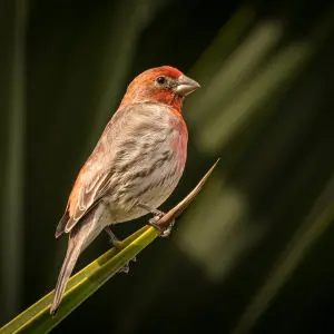House Finch - Facts, Diet, Habitat & Pictures on Animalia.bio