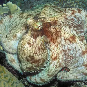 Common octopus - Facts, Diet, Habitat & Pictures on Animalia.bio