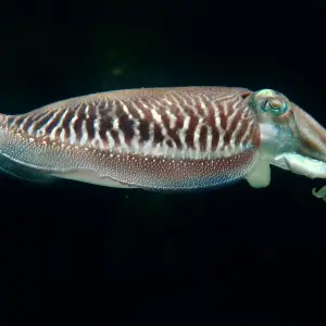 Common cuttlefish - Facts, Diet, Habitat & Pictures on Animalia.bio