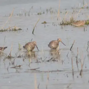 Hudsonian godwit - Facts, Diet, Habitat & Pictures on Animalia.bio