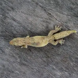 Mourning Gecko - Facts, Diet, Habitat & Pictures on Animalia.bio