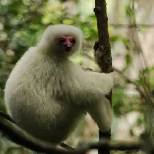 Silky Sifaka - Facts, Diet, Habitat & Pictures on Animalia.bio