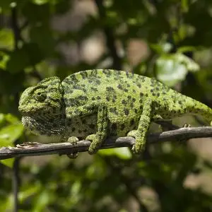 Common Chameleon - Facts, Diet, Habitat & Pictures on Animalia.bio