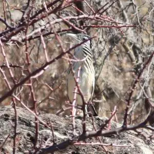 Lesser Roadrunner - Facts, Diet, Habitat & Pictures on Animalia.bio