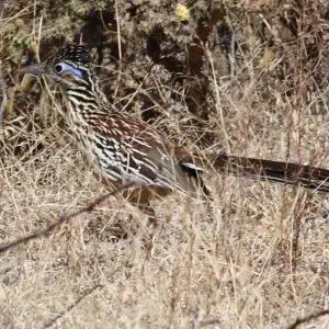 Lesser Roadrunner - Facts, Diet, Habitat & Pictures on Animalia.bio