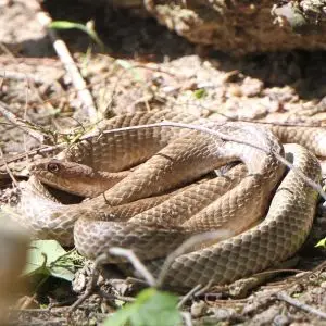 Coachwhip - Facts, Diet, Habitat & Pictures on Animalia.bio