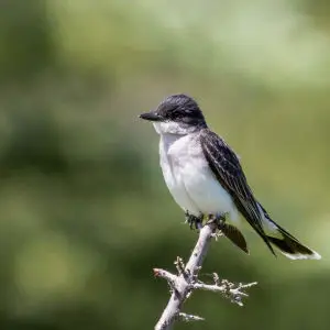 Eastern Kingbird - Facts, Diet, Habitat & Pictures on Animalia.bio