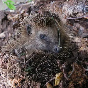 European Hedgehog - Facts, Diet, Habitat & Pictures on Animalia.bio