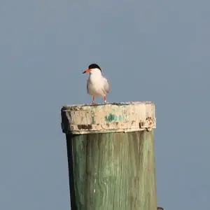 Roseate Tern - Facts, Diet, Habitat & Pictures on Animalia.bio