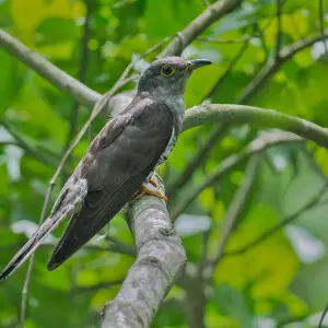 Indian cuckoo - Facts, Diet, Habitat & Pictures on Animalia.bio