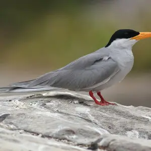 River tern - Facts, Diet, Habitat & Pictures on Animalia.bio