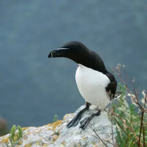 Razorbill - Facts, Diet, Habitat & Pictures on Animalia.bio