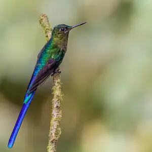Violet-tailed sylph - Facts, Diet, Habitat & Pictures on Animalia.bio