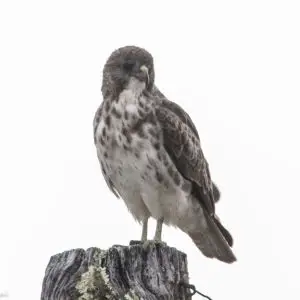 Hawaiian Hawk - Facts, Diet, Habitat & Pictures on Animalia.bio
