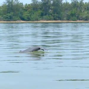 Irrawaddy Dolphin - Facts, Diet, Habitat & Pictures on Animalia.bio