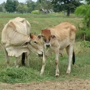 Zebu - Facts, Diet, Habitat & Pictures on Animalia.bio