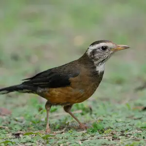 Turdus poliocephalus - факти, дієта, ареал і фотографії на Animalia.bio