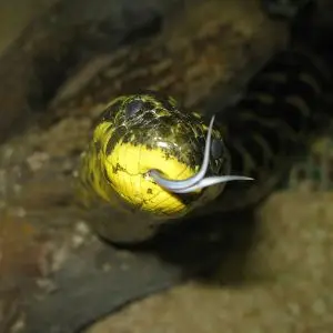 Yellow Anaconda - Facts, Diet, Habitat & Pictures on Animalia.bio
