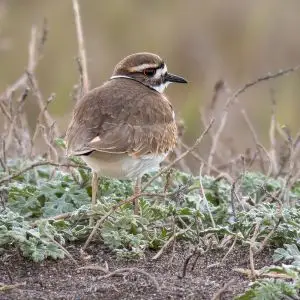 Killdeer - Facts, Diet, Habitat & Pictures on Animalia.bio