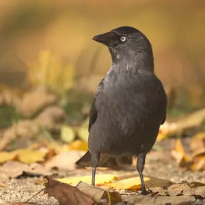 Western Jackdaw - Facts, Diet, Habitat & Pictures on Animalia.bio
