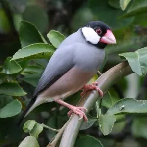 Java sparrow - Facts, Diet, Habitat & Pictures on Animalia.bio