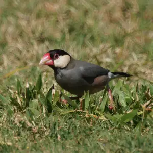 Java sparrow - Facts, Diet, Habitat & Pictures on Animalia.bio