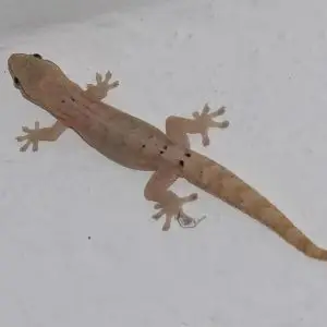 Mourning Gecko - Facts, Diet, Habitat & Pictures on Animalia.bio