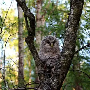 Ural Owl - Facts, Diet, Habitat & Pictures on Animalia.bio