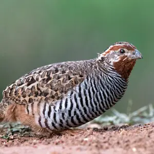 Jungle bush quail - Facts, Diet, Habitat & Pictures on Animalia.bio