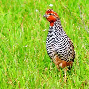Jungle bush quail - Facts, Diet, Habitat & Pictures on Animalia.bio