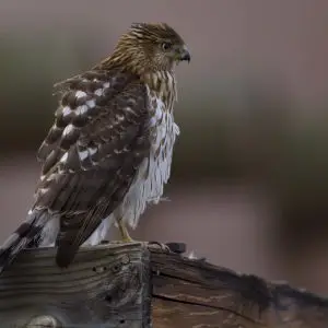 Cooper's Hawk - Facts, Diet, Habitat & Pictures on Animalia.bio