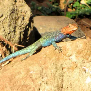 Agama lionotus - Facts, Diet, Habitat & Pictures on Animalia.bio