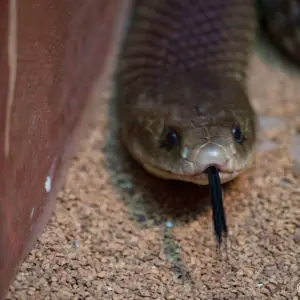 Mulga Snake - Facts, Diet, Habitat & Pictures on Animalia.bio