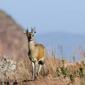 Klipspringer - Facts, Diet, Habitat & Pictures on Animalia.bio