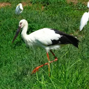 Oriental stork - Facts, Diet, Habitat & Pictures on Animalia.bio
