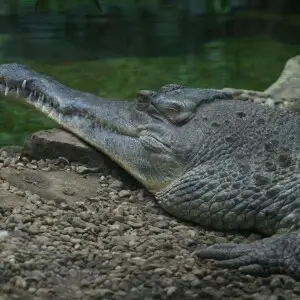 West African slender-snouted crocodile - Facts, Diet, Habitat ...