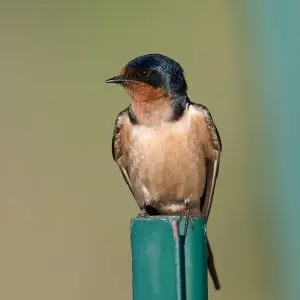 Barn Swallow - Facts, Diet, Habitat & Pictures on Animalia.bio