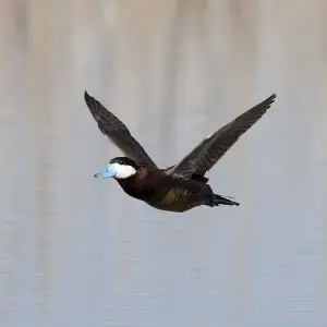 Ruddy Duck - Facts, Diet, Habitat & Pictures on Animalia.bio