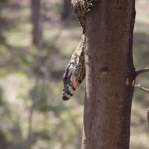 Lace Monitor - Facts, Diet, Habitat & Pictures on Animalia.bio