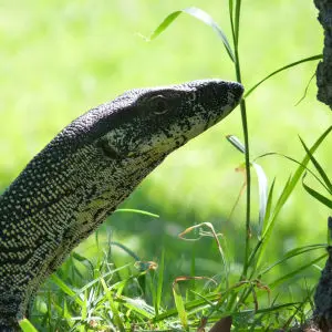 Lace Monitor - Facts, Diet, Habitat & Pictures on Animalia.bio