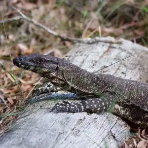 Lace Monitor - Facts, Diet, Habitat & Pictures on Animalia.bio