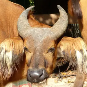 African forest buffalo - Facts, Diet, Habitat & Pictures on Animalia.bio