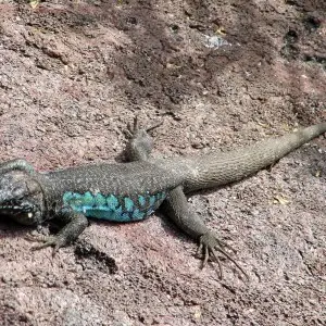 Atlantic lizard - Facts, Diet, Habitat & Pictures on Animalia.bio