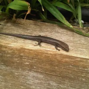 Lampropholis delicata - Facts, Diet, Habitat & Pictures on Animalia.bio